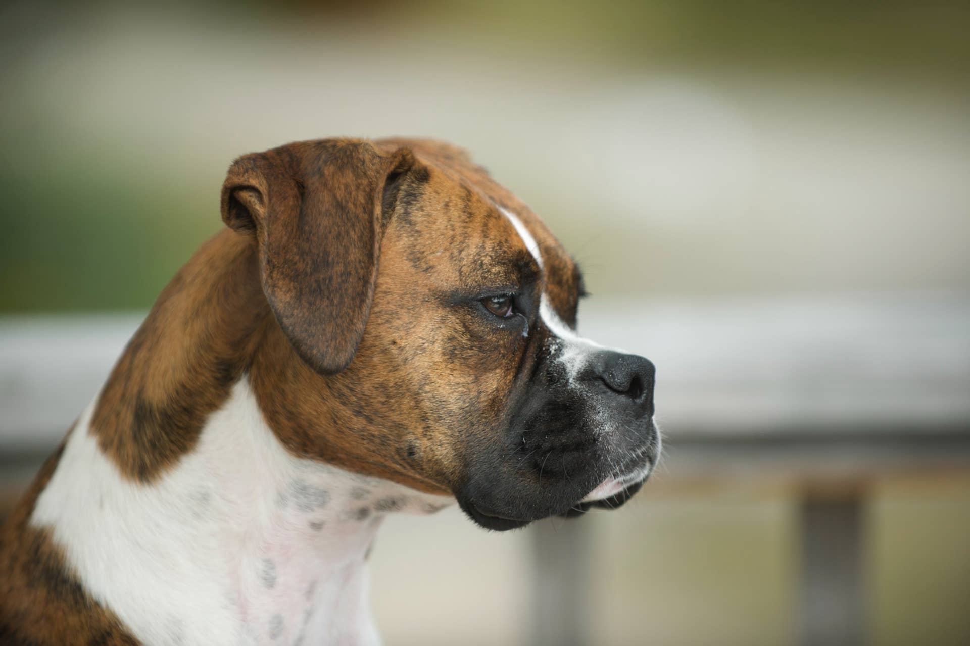 45+ Badass Boxer Dog Names (From Bounty to Tyson) - PetHelpful