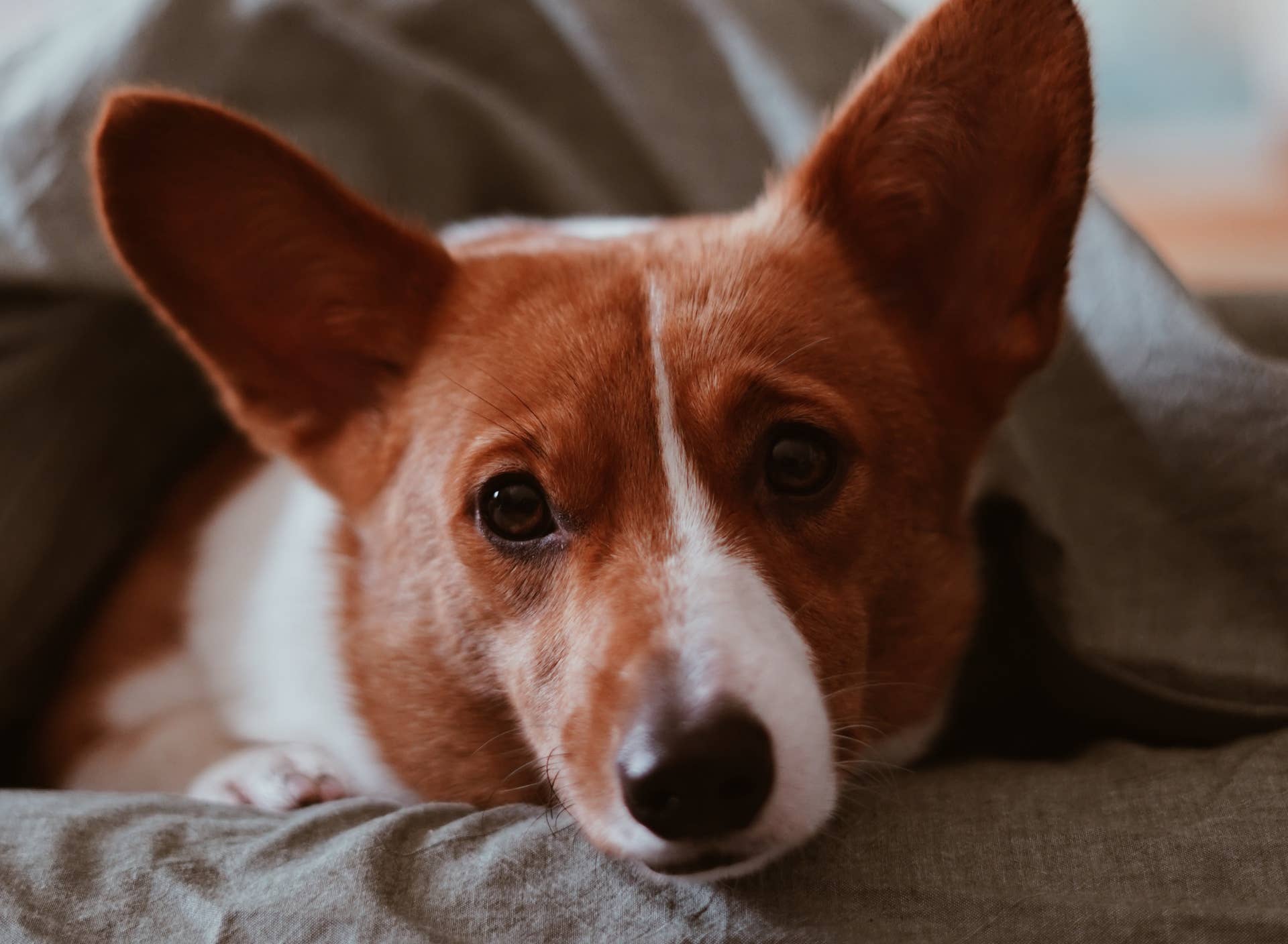 Grieving Dog Dad Shares News of Unexpected Passing of Internet-Famous ...