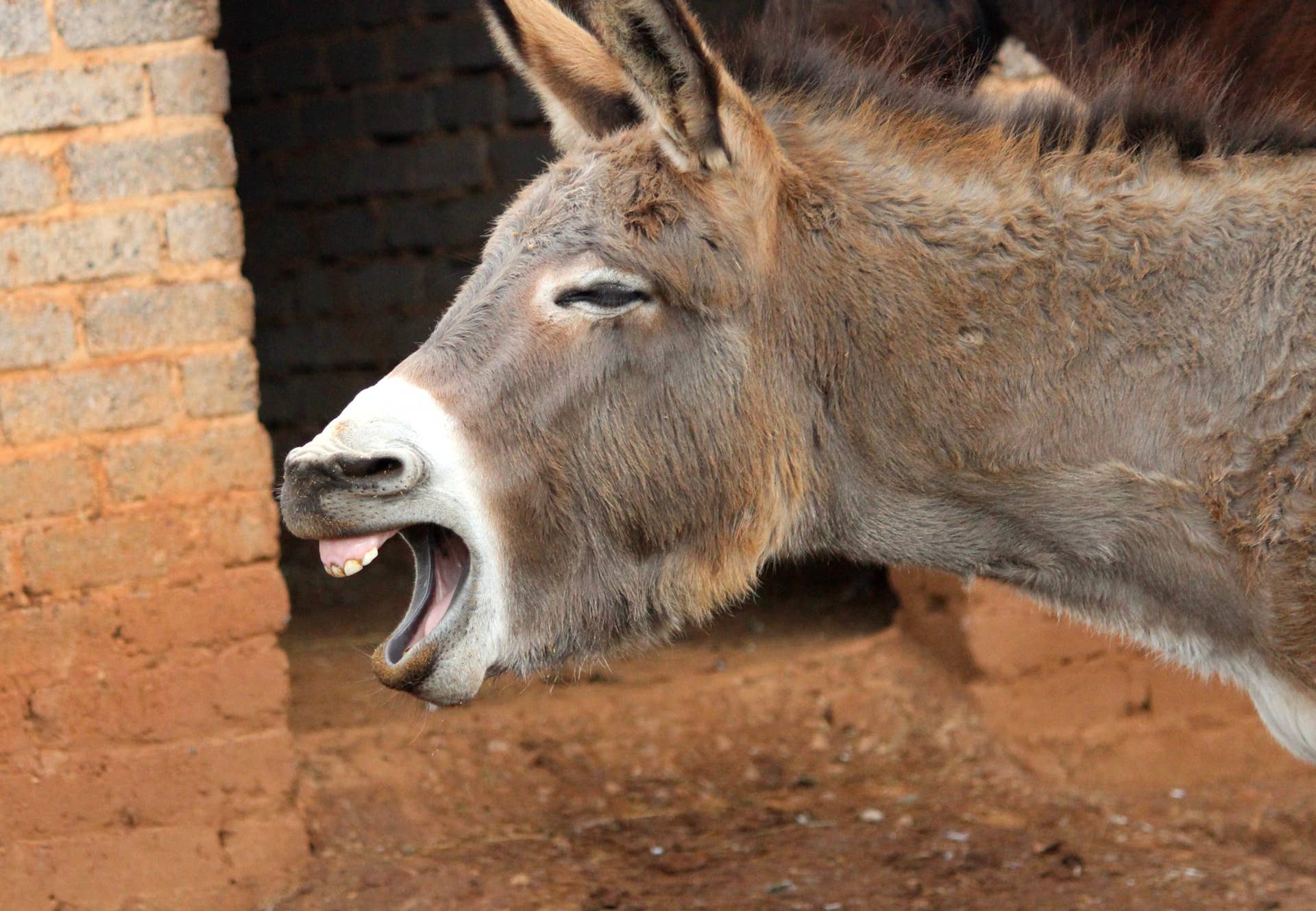 Donkey's Elated Reaction to Meeting Horse Friend Is a True Timeline ...