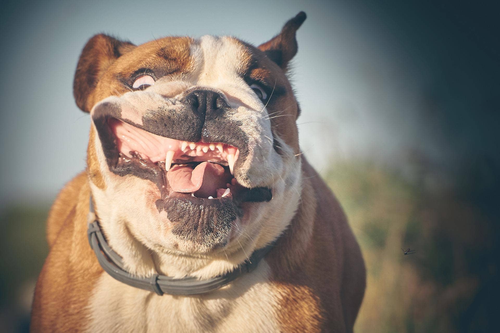 7 Reasons Your Dog Is Losing Color in His Lips - PetHelpful
