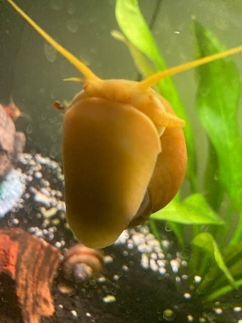 Tips on Keeping Mystery Snail Shells Healthy - PetHelpful
