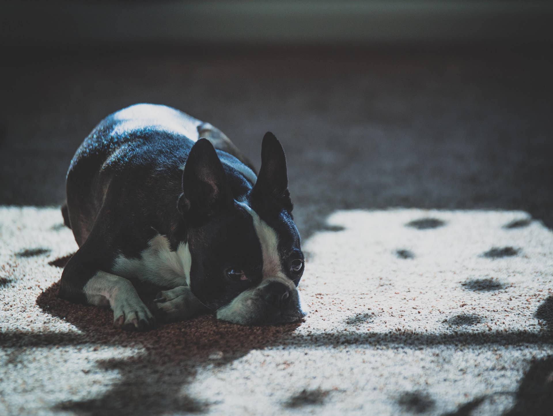 Trilostane for Dogs and Cats: Uses, Side Effects, and Dosage - PetHelpful