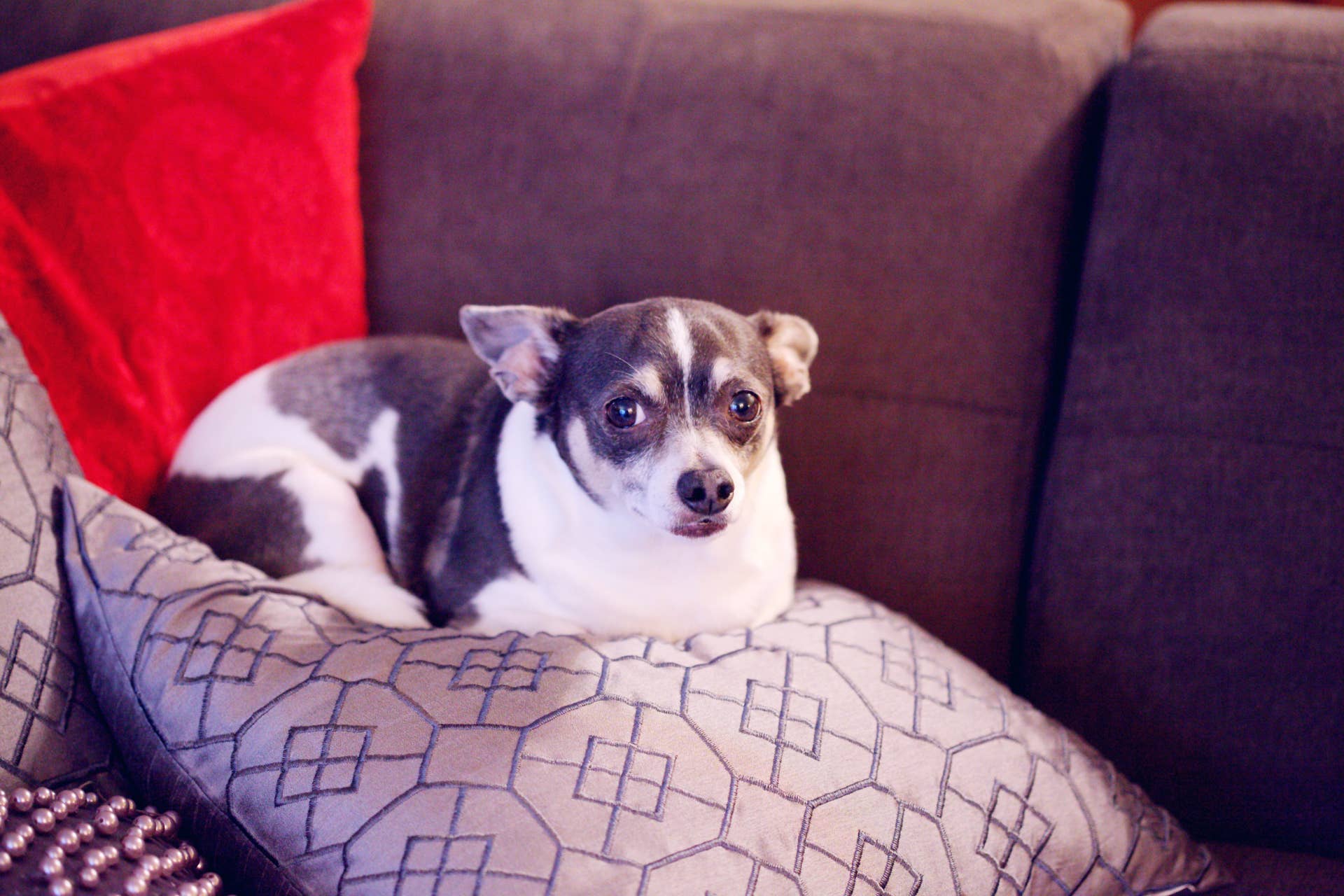 Trilostane for Dogs and Cats: Uses, Side Effects, and Dosage - PetHelpful