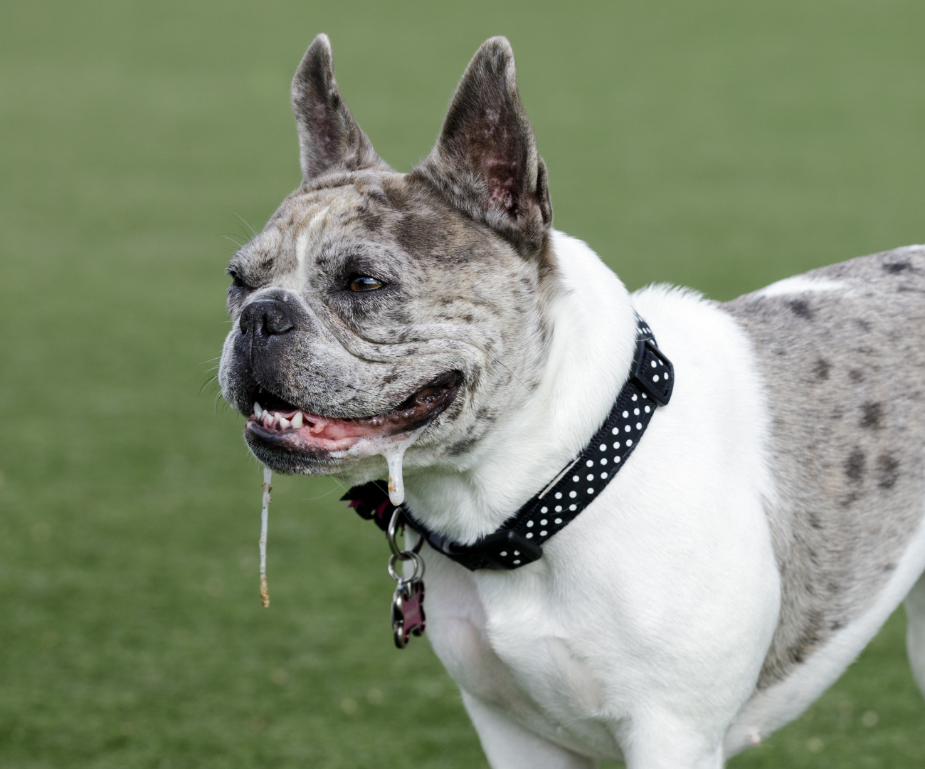 Metronidazole for Dogs: Uses, Side Effects, and Dosage - PetHelpful