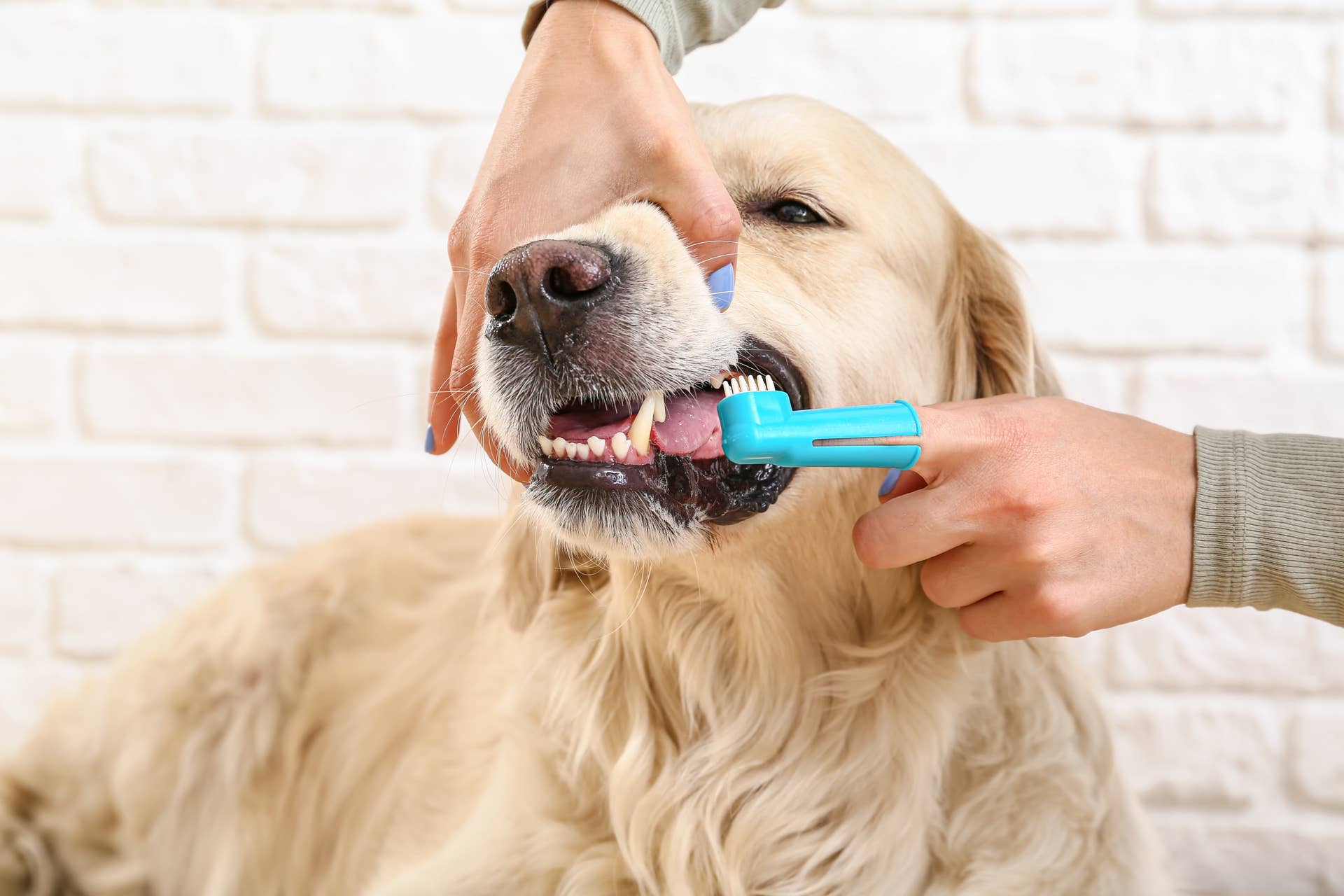Vet's Trick to Brushing Dogs Teeth Is a Stroke of Genius - PetHelpful