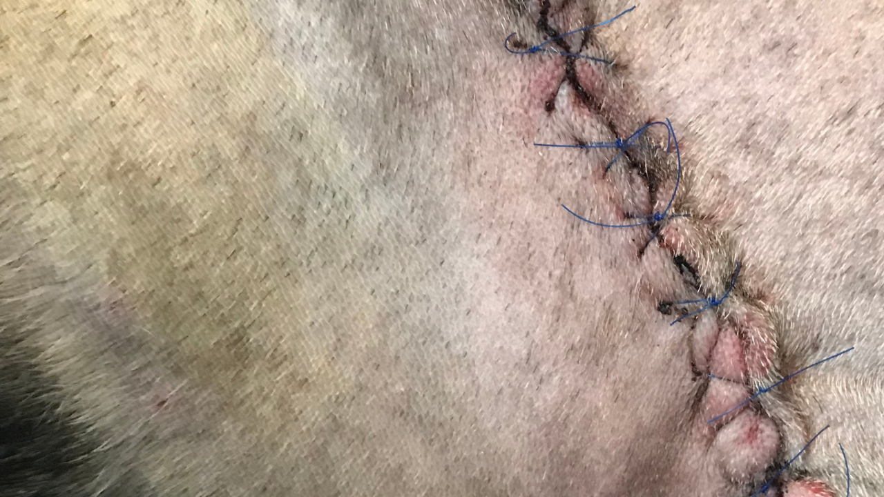 How to Care for Dog Stitches After Surgery (Vet-Reviewed) - PetHelpful