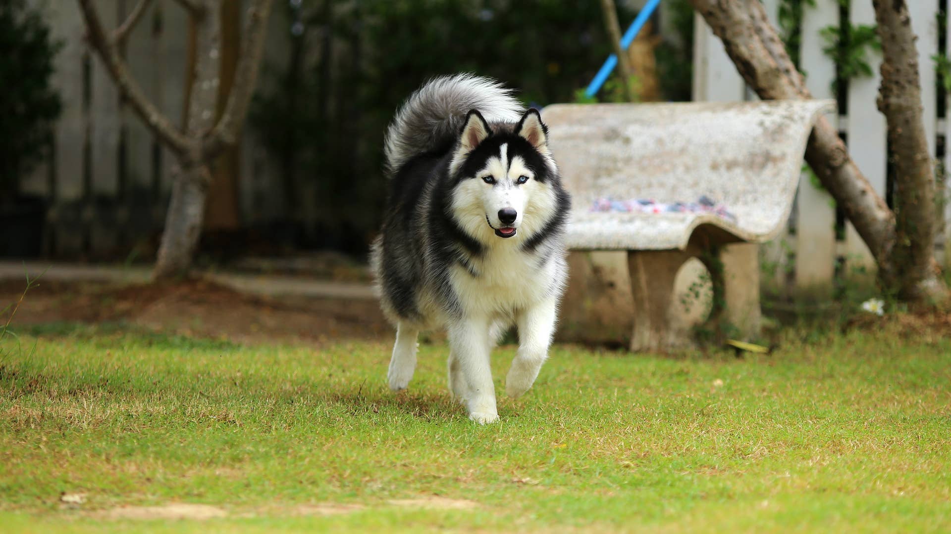 Dramatic Rescue Husky Picks the Worst Time for a Classic Husky Tantrum ...