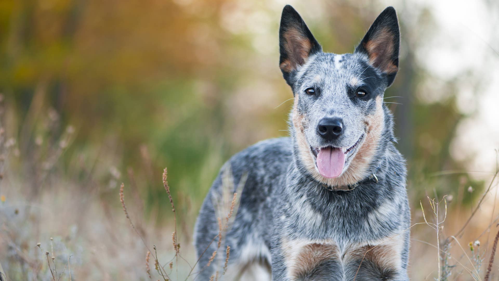Is This Blue Heeler the ‘Fun Police’? Viral TikTok Shows Protective Pup ...