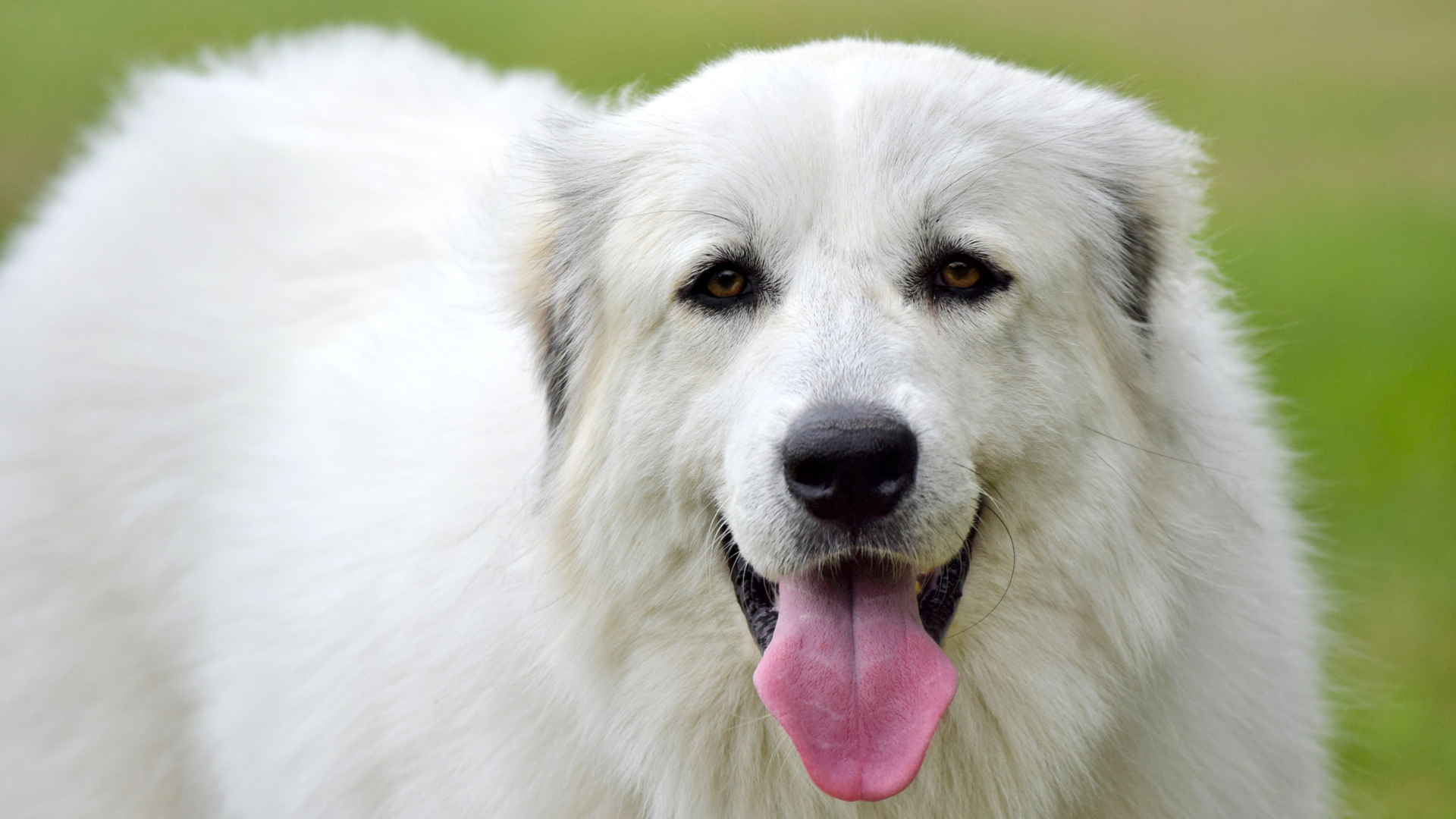 Great Pyrenees' Gentle Attention to Newborn Goats Makes Her the Most ...