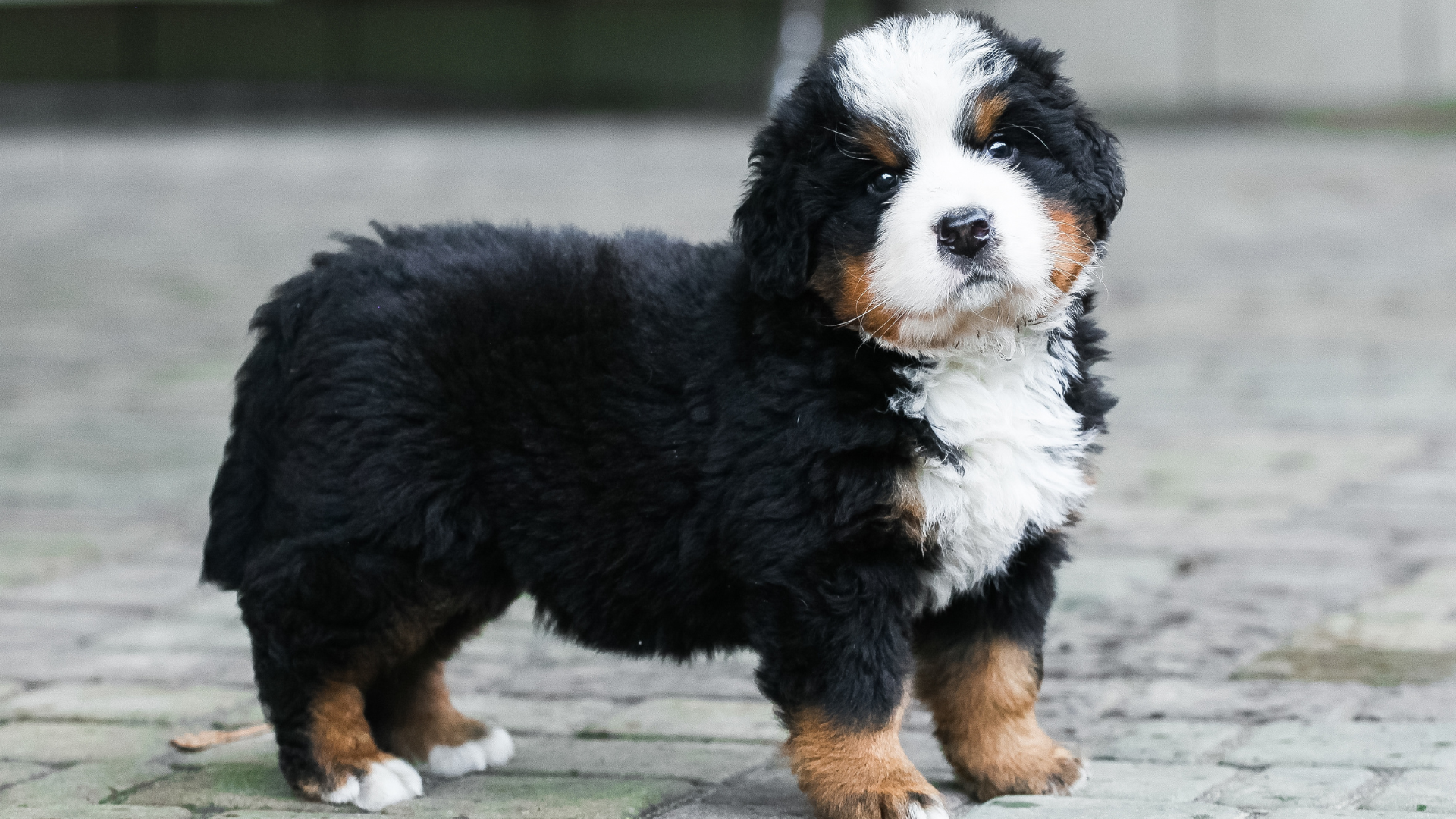 TikTok of Hilarious 'Angry' and 'Lazy' Bernese Mountain Dogs Is ...