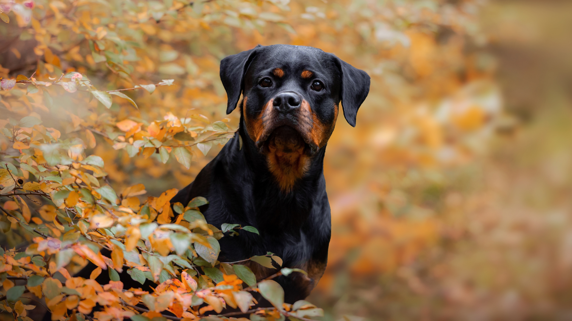 Rottweiler's Hilarious Reaction to Men Goes Viral on TikTok - PetHelpful
