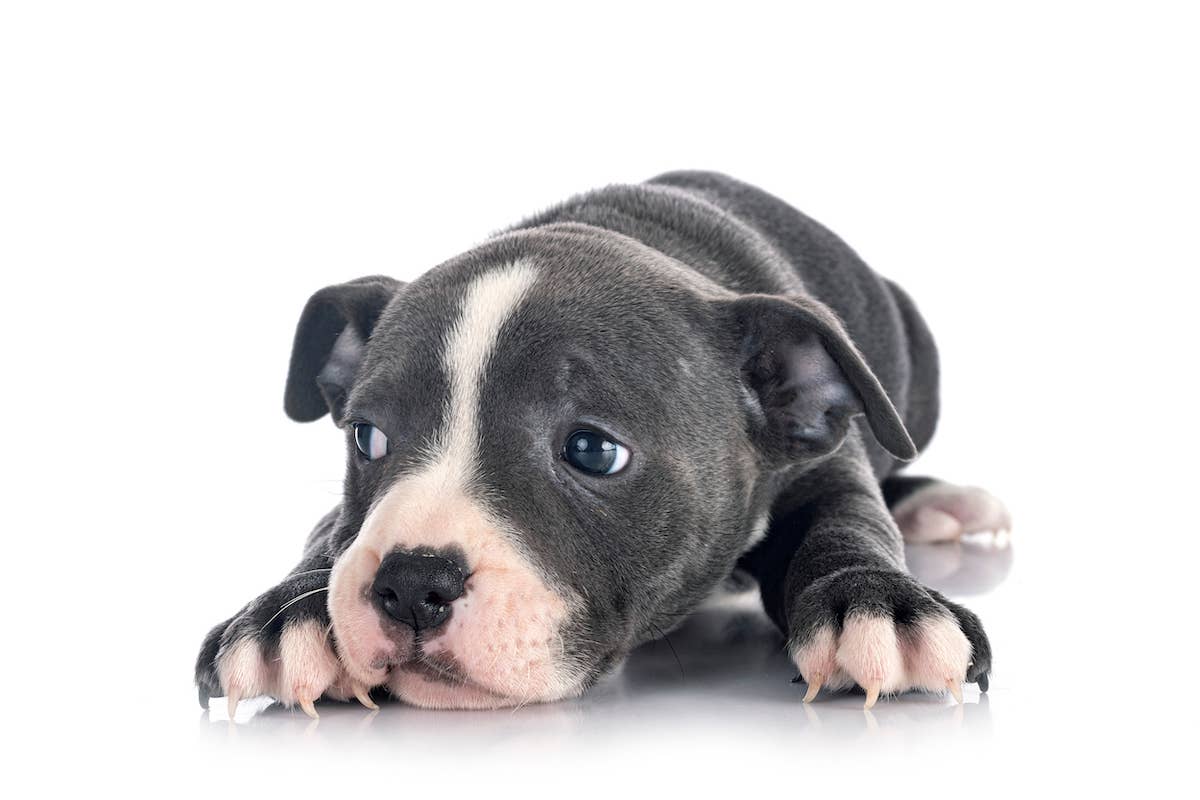 Pit Bull Puppy Becomes Unlikely Best Friends with Pet Rat Brother ...