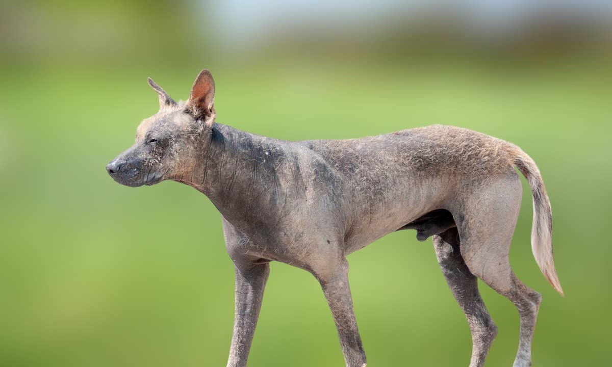 How Do New Dog Breeds Become Official? The Path From Registration to ...