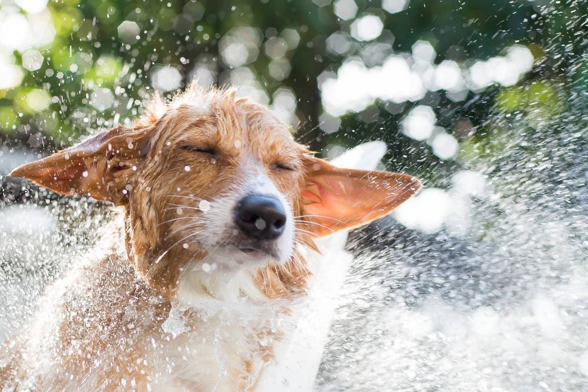 Corgi’s Paddleboard Wipeouts Have TikTok in Stitches - PetHelpful