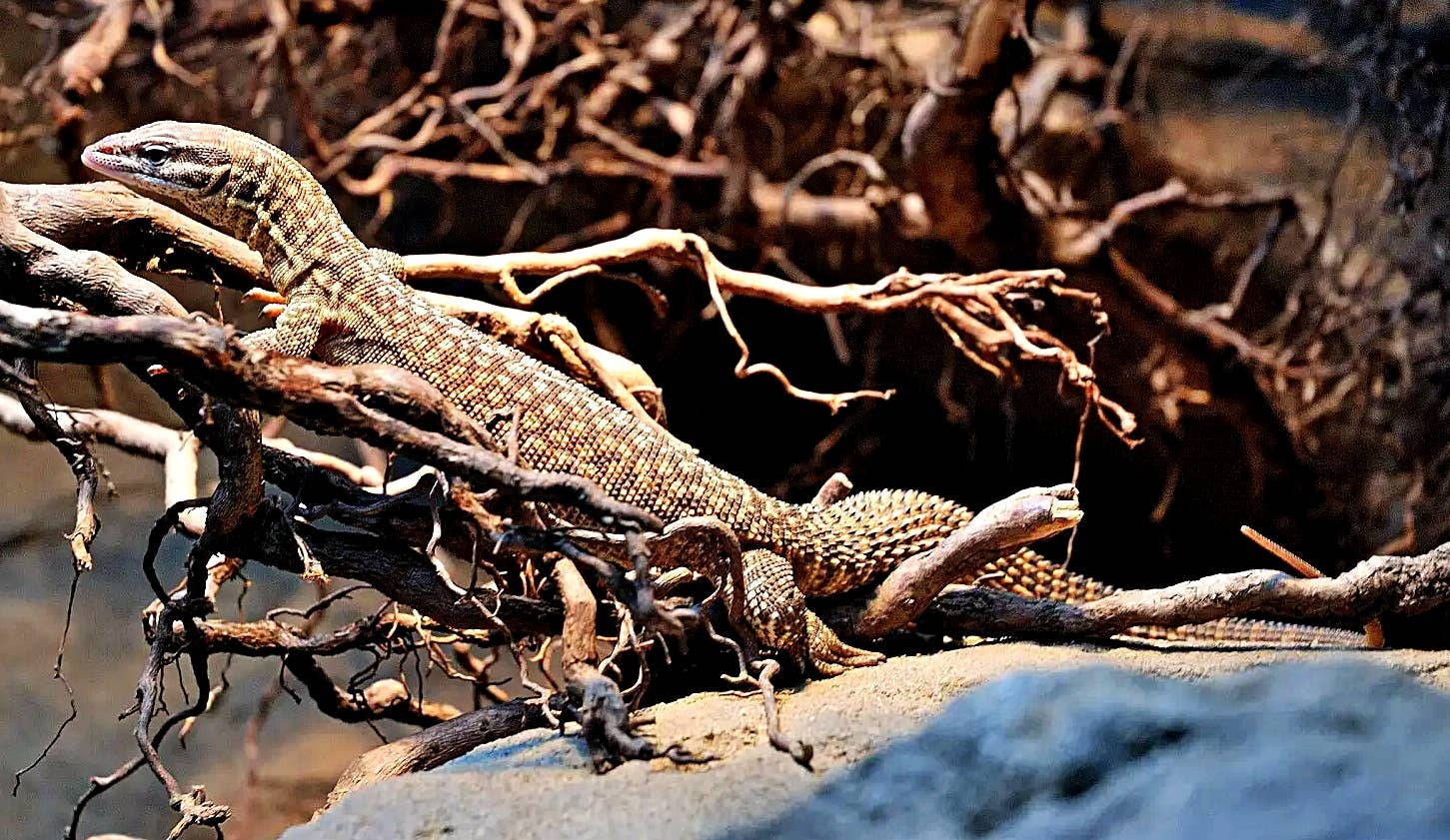 6 Best Pet Monitor Lizard Species - PetHelpful