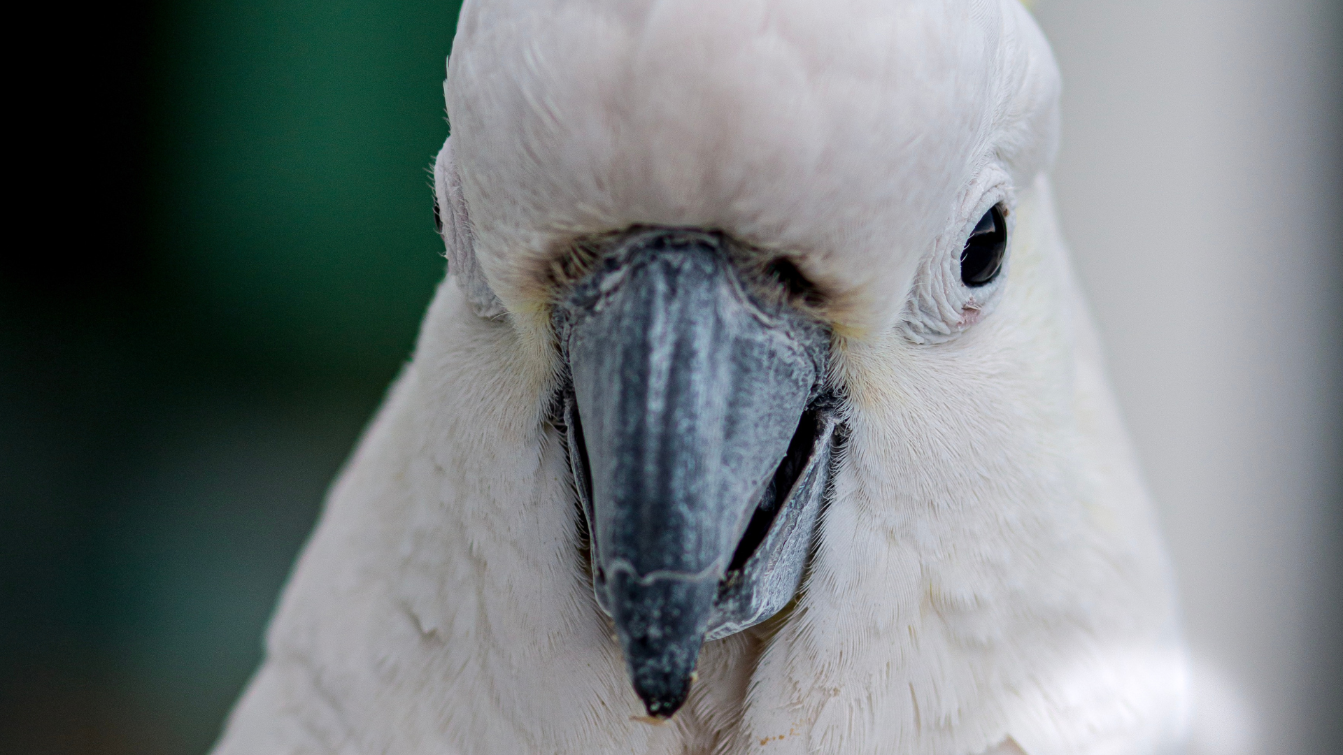 Angry Cockatoo Arguing With Her Dad Is Cracking Everybody Up - PetHelpful