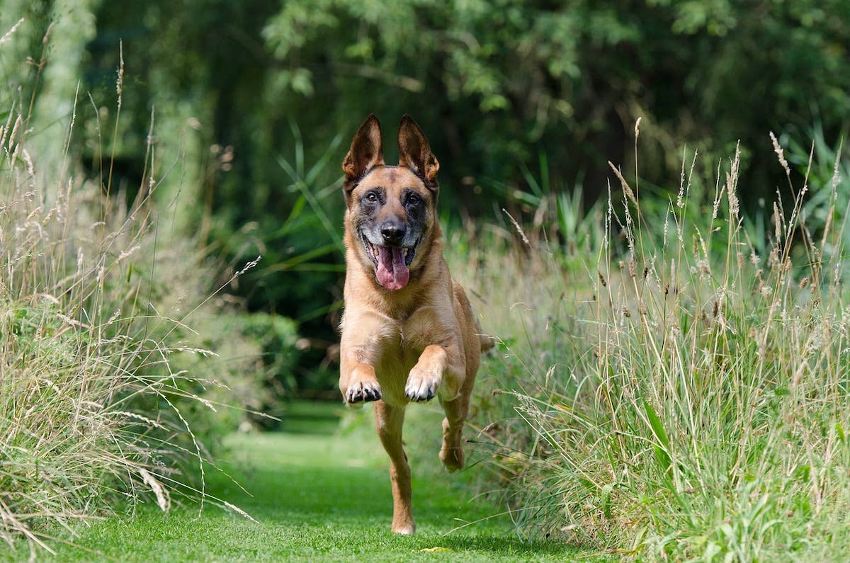 Belgian Malinois Is Hilariously Annoyed About TikTok 'Drop the Leash ...