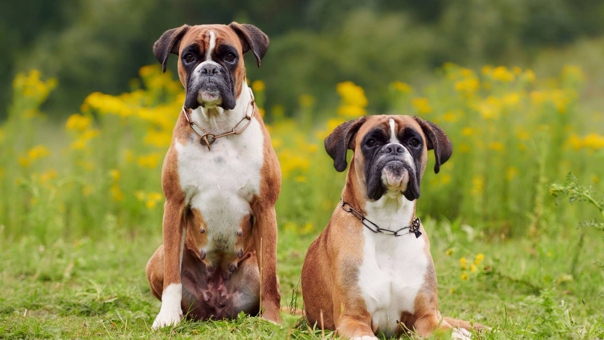 2 Boxer Dogs Caught Mid-Kiss Go Viral For Their Over-the-Top PDA ...
