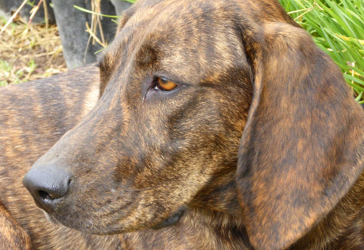 The Loyal and Athletic Plott Hound: A Perfect Companion for Outdoor ...