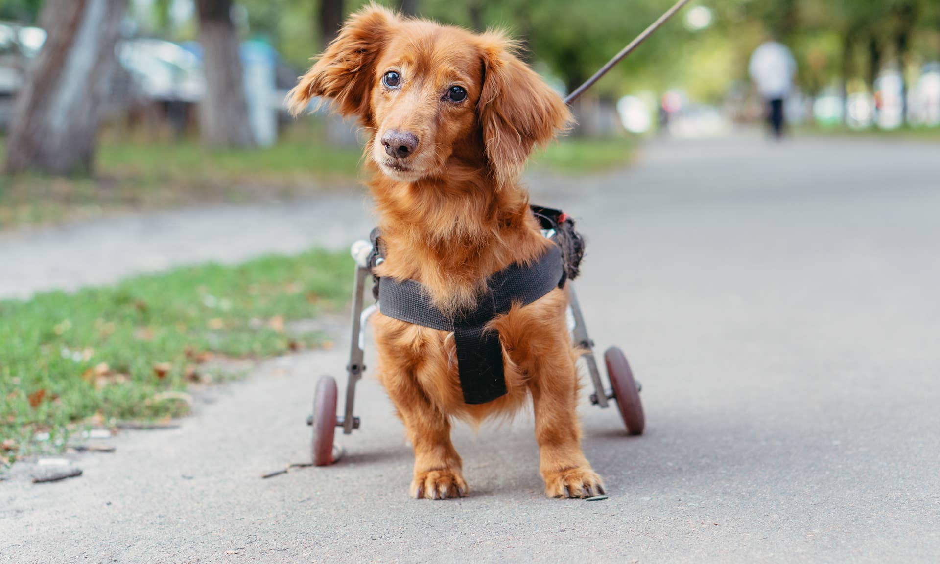 Tiny Disabled Puppy Sitting in Wheelchair for the First Time Is Giving ...