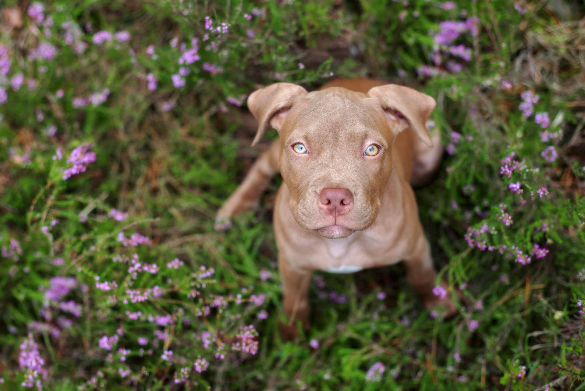 This 'Nesting' Foster Pit Bull Puppy Is Cuteness Overload - PetHelpful