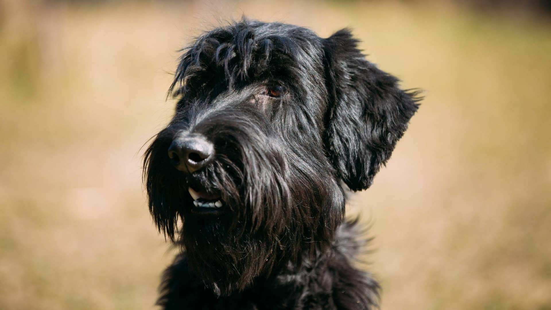Exploring the Giant Schnauzer: Understanding Their Origins ...