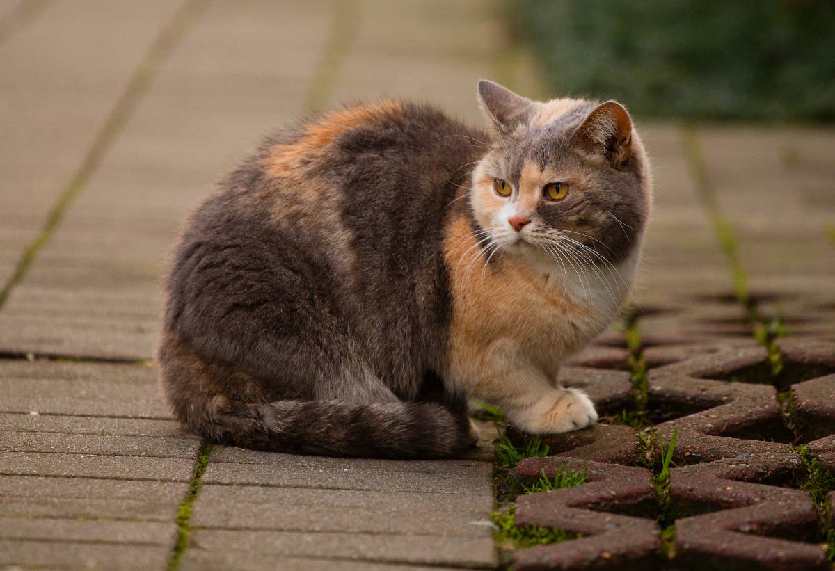 How Can I Help a Cat on the FAS Spectrum? (Home and Medical ...