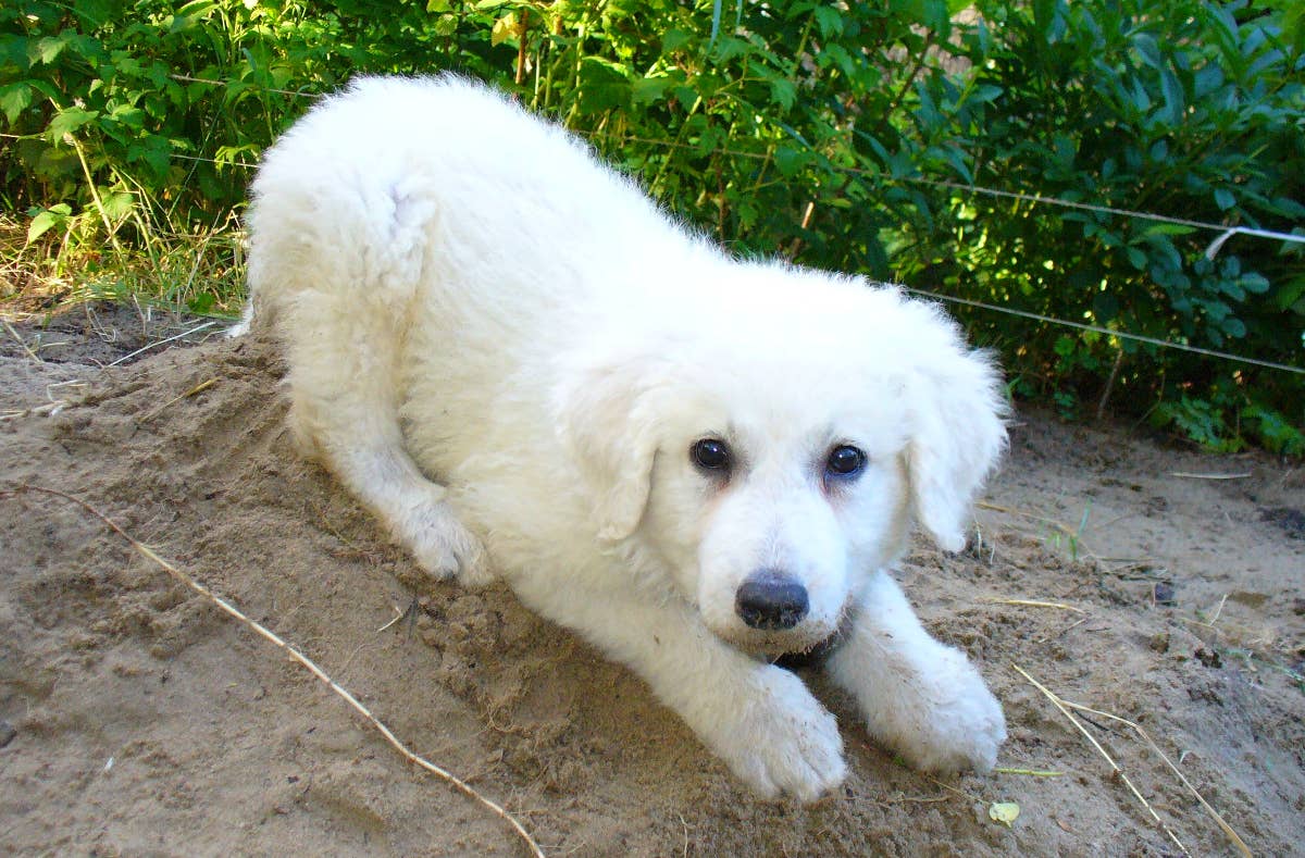 Kuvasz: The Majestic Guardian Dog Breed From Hungary - PetHelpful