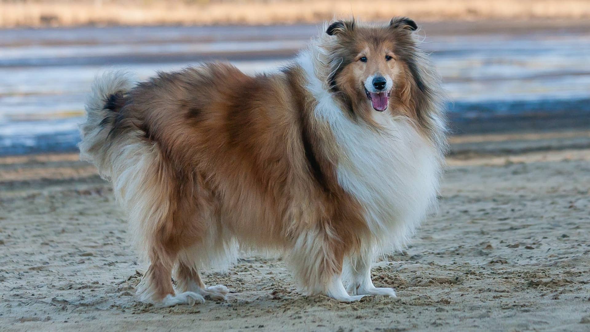 Complete Guide to the Collie: Unveiling the Beauty of this Remarkable ...