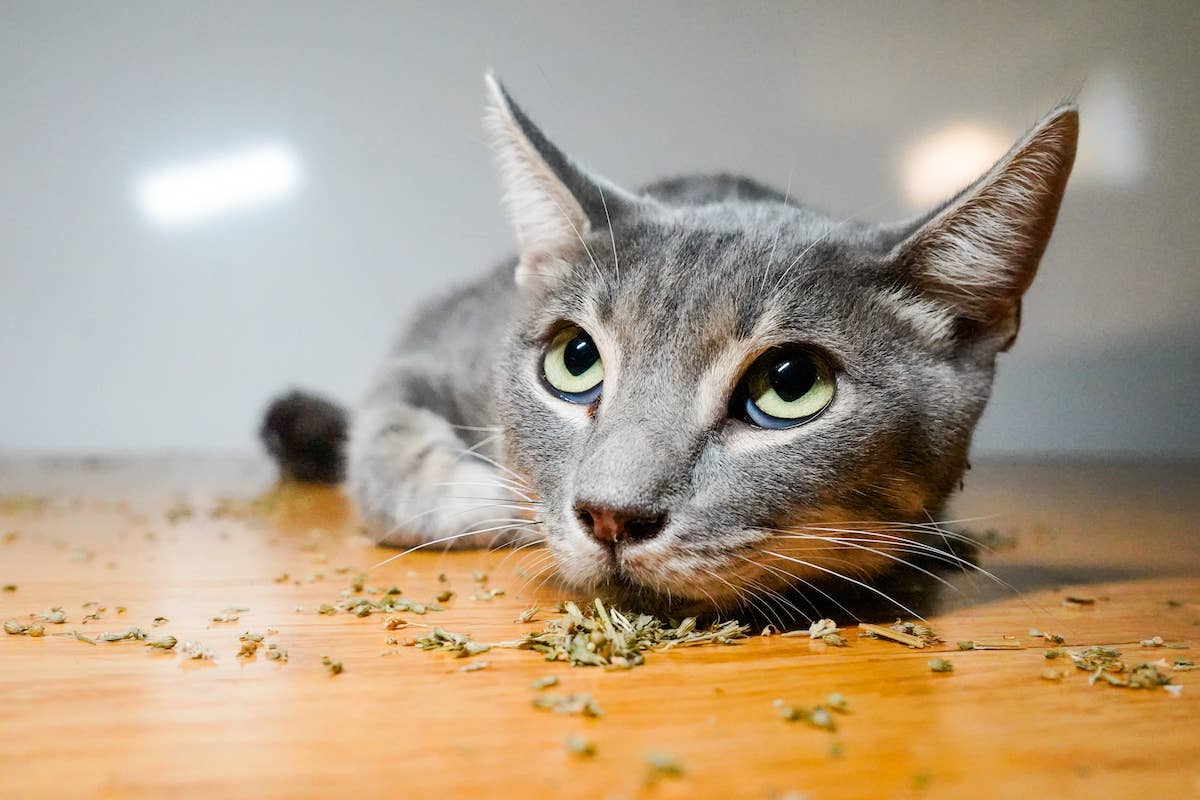 Five Below's Wicked Catnip Toys Have Cats Obsessed - PetHelpful