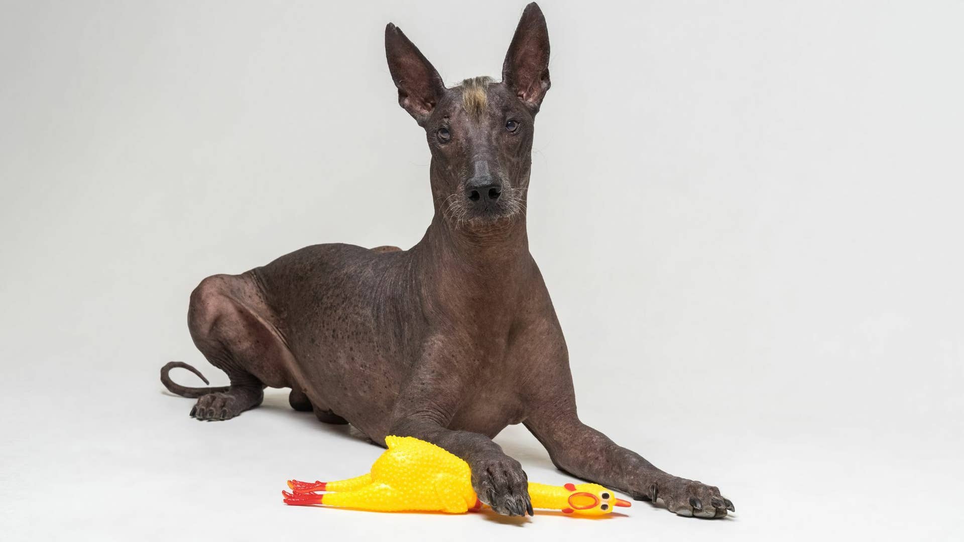 The Comprehensive Guide to Xoloitzcuintli: History, Care, and More ...