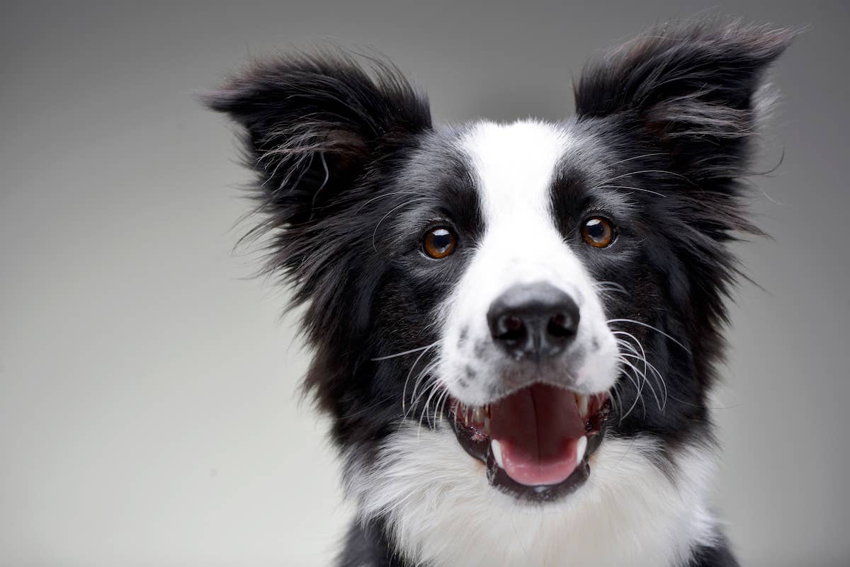 Border Collie Taps Random Stranger at Beach To Play Fetch and It’s ...