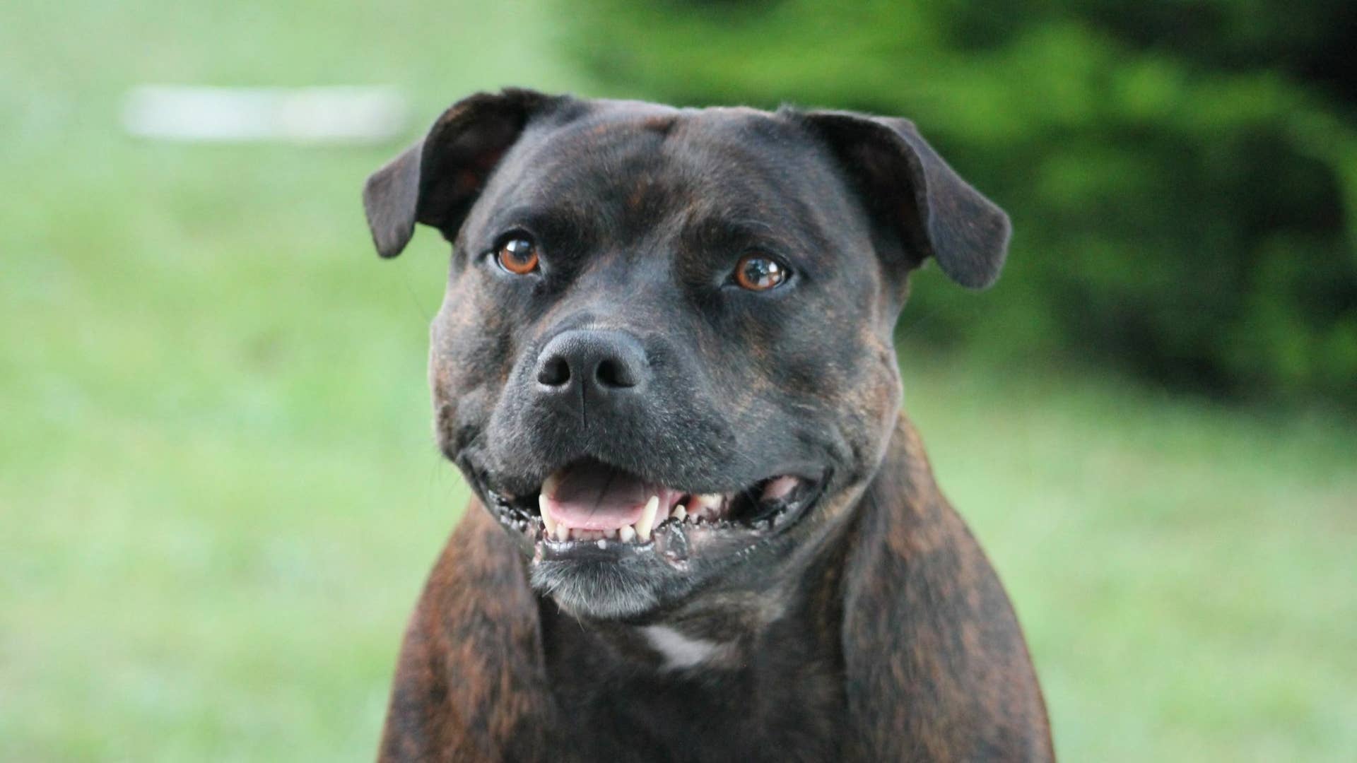A Comprehensive Guide to the Staffordshire Bull Terrier: History, Care ...