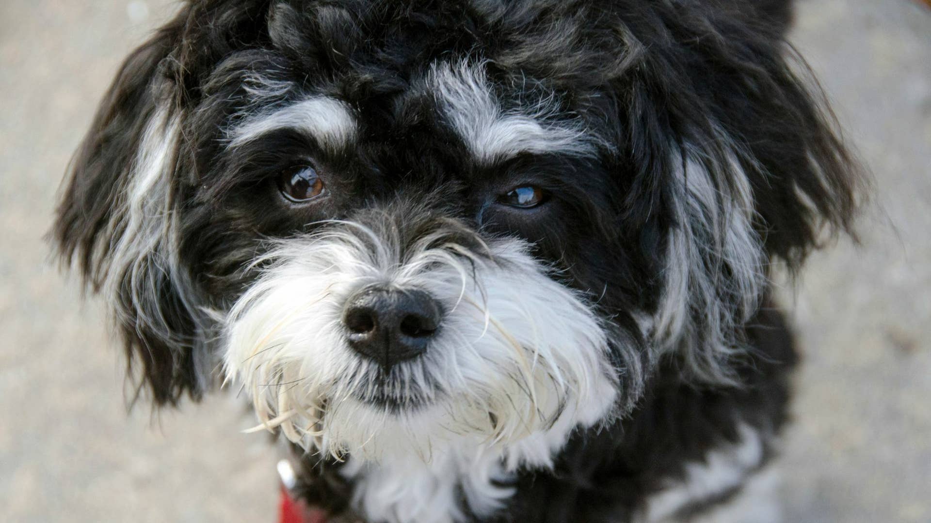 The Havanese: A Guide to This Lively and Loving Breed - PetHelpful