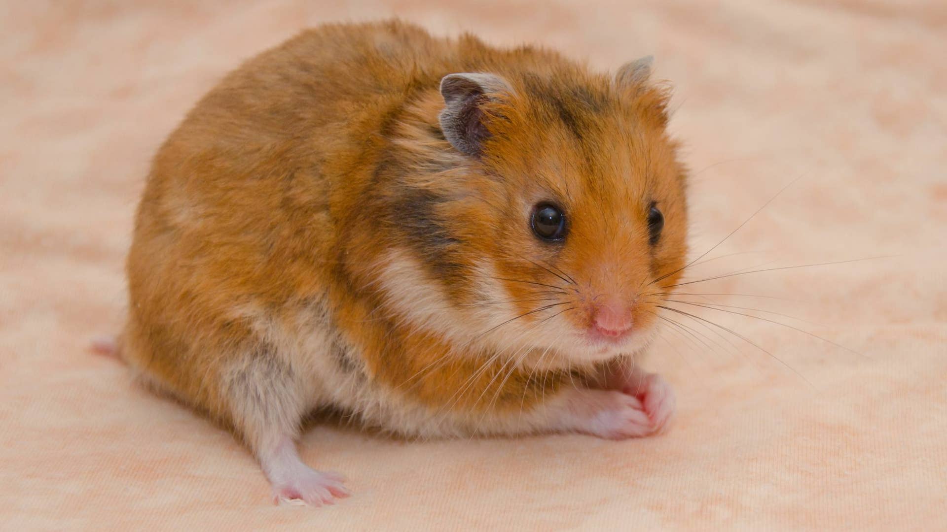 Why Is My Hamster Itching and Scratching? - PetHelpful