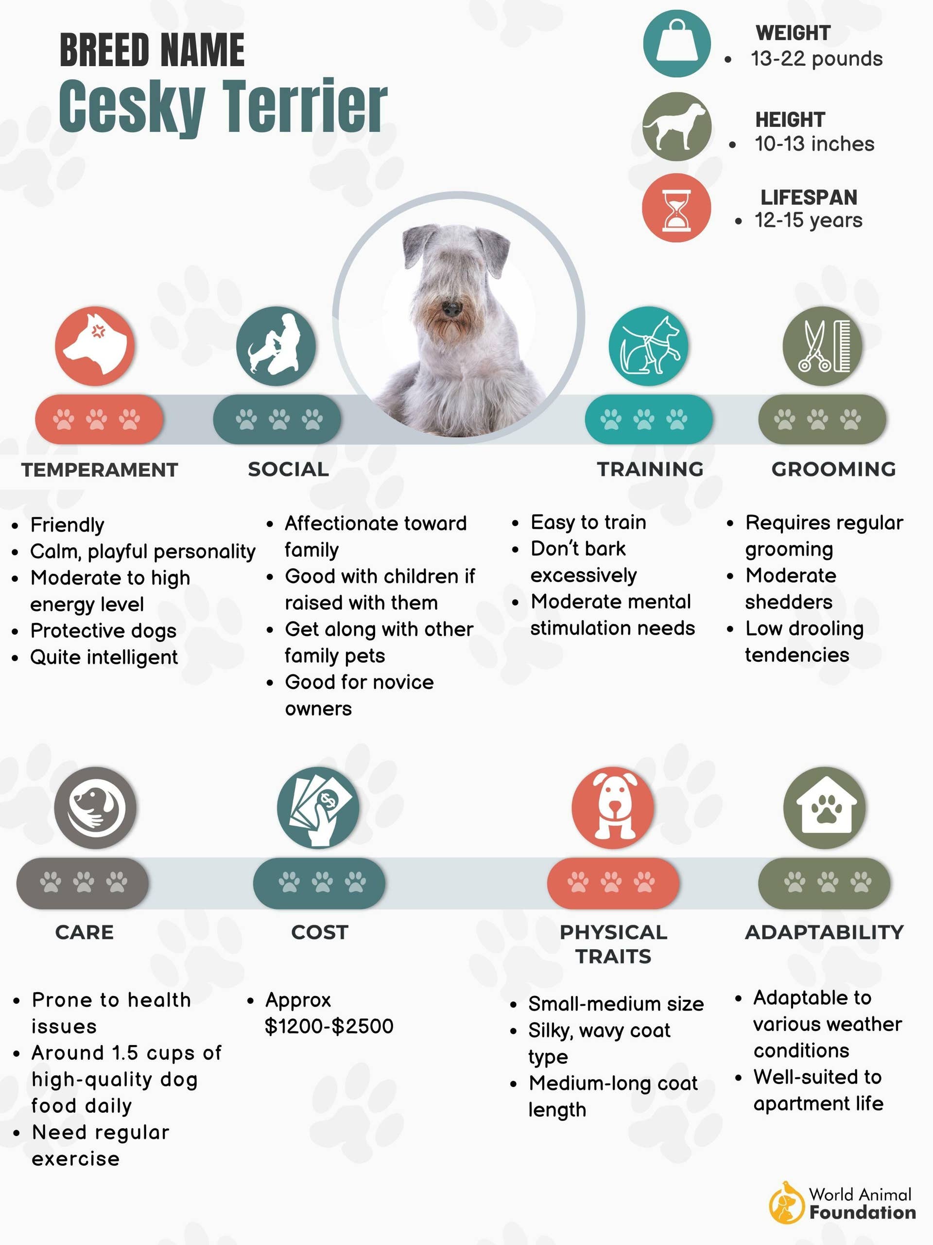 Guide to Cesky Terriers: The National Dog of the Czech Republic ...