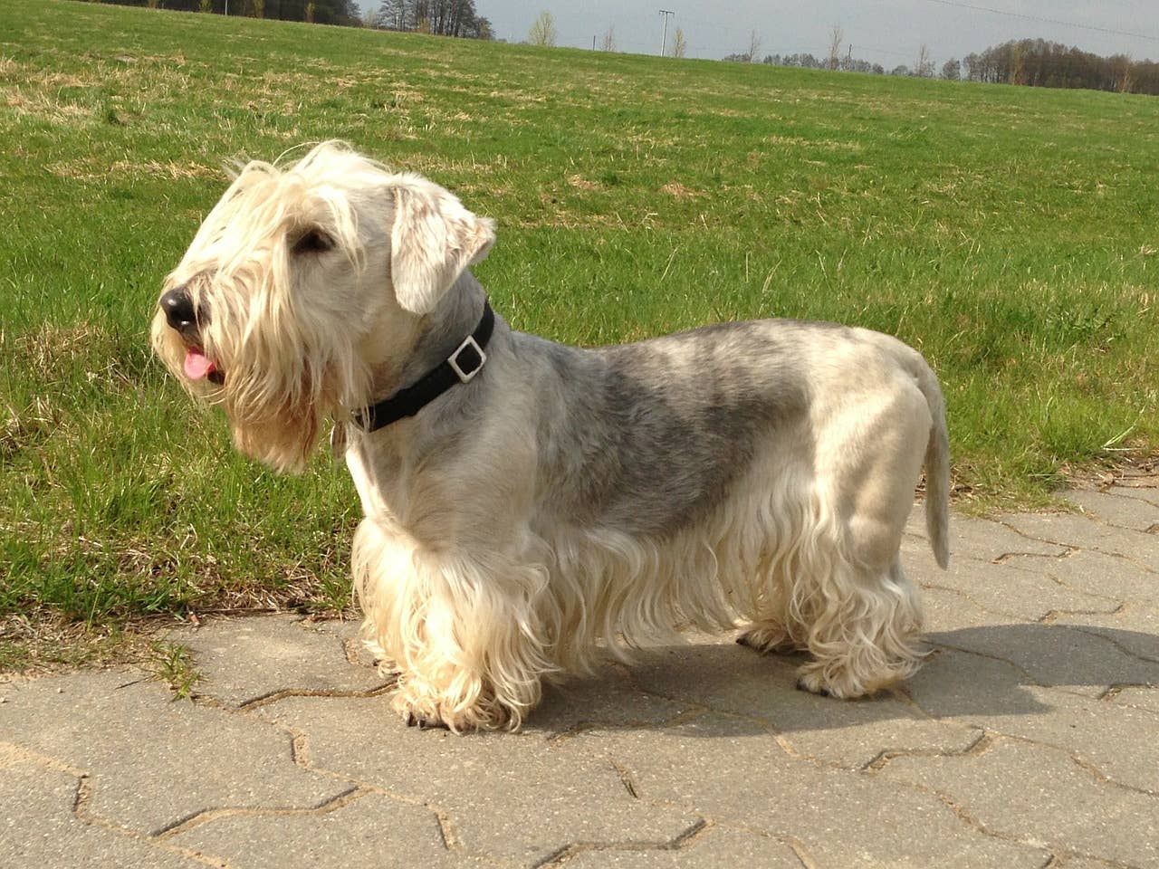 Guide to Cesky Terriers: The National Dog of the Czech Republic ...