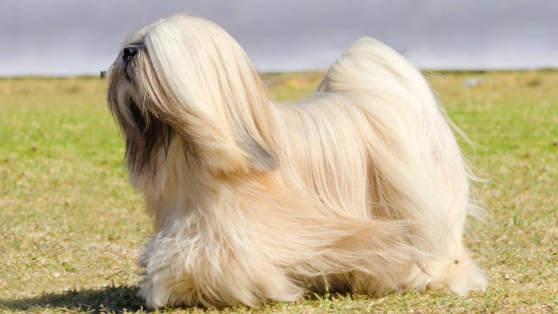Ultimate Guide to the Lhasa Apso: Breed Characteristics, Care Tips, and ...