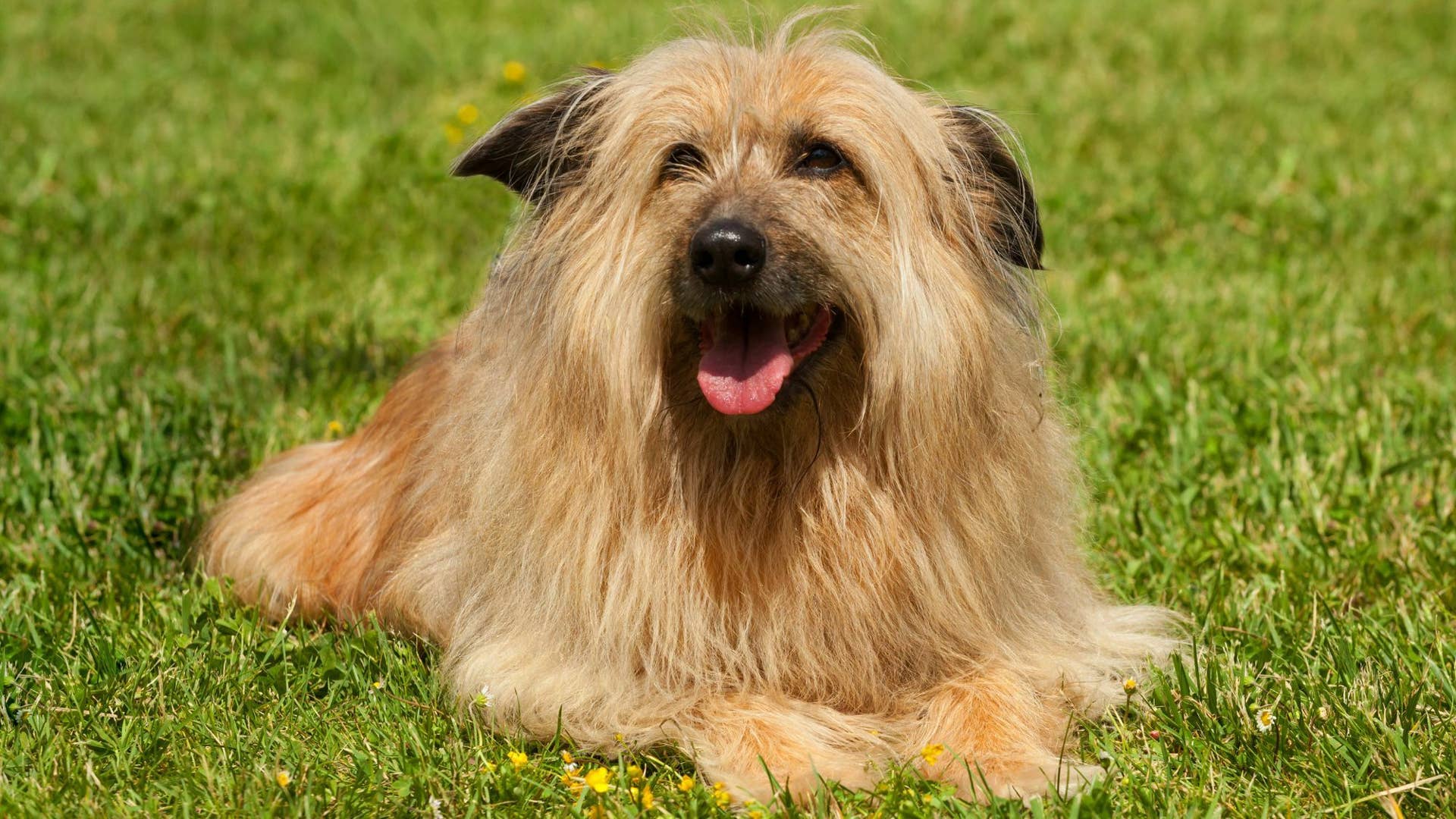 Ultimate Guide to the Lhasa Apso: Breed Characteristics, Care Tips, and ...