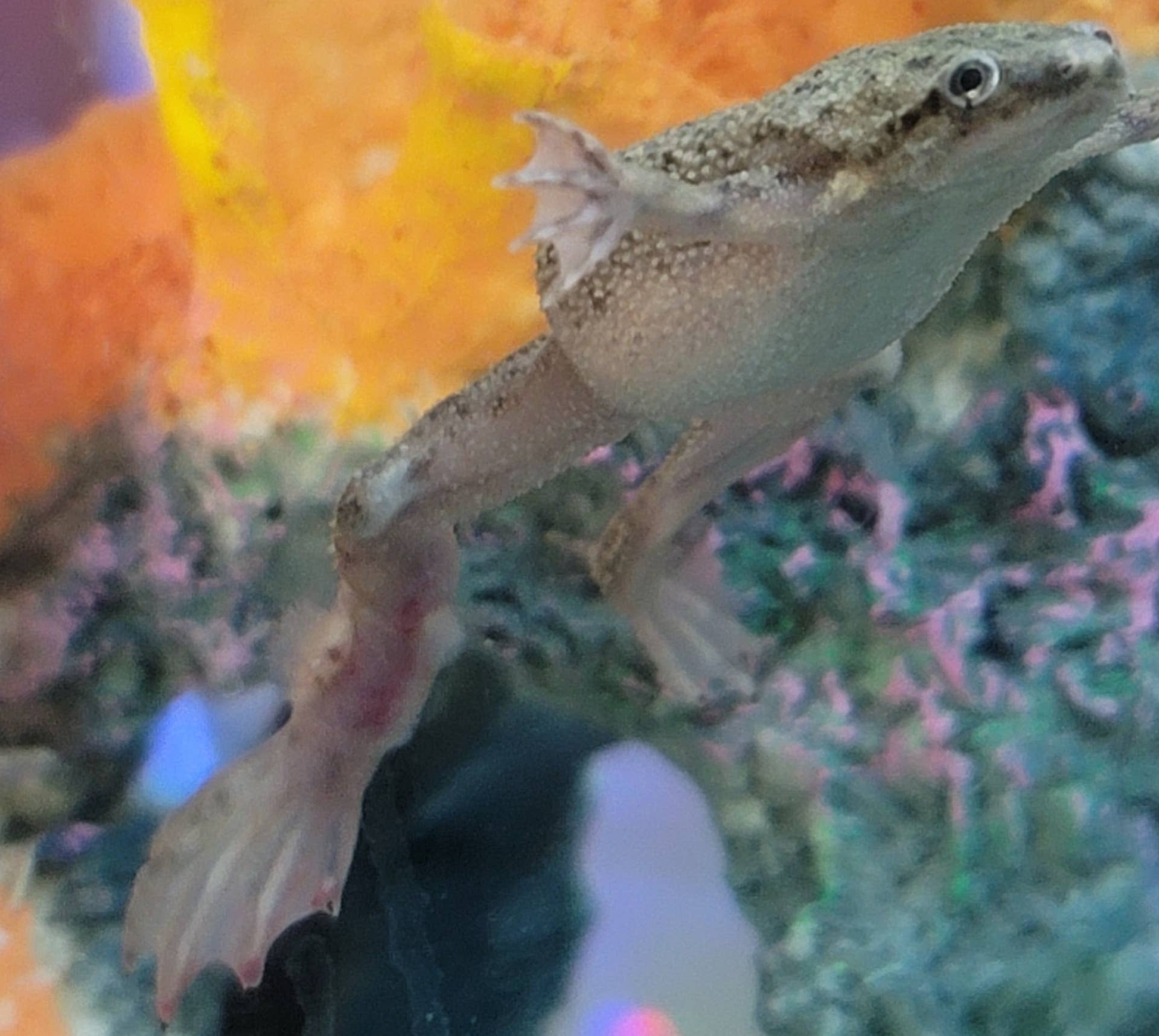 How Can I Help an Injured Frog? - PetHelpful