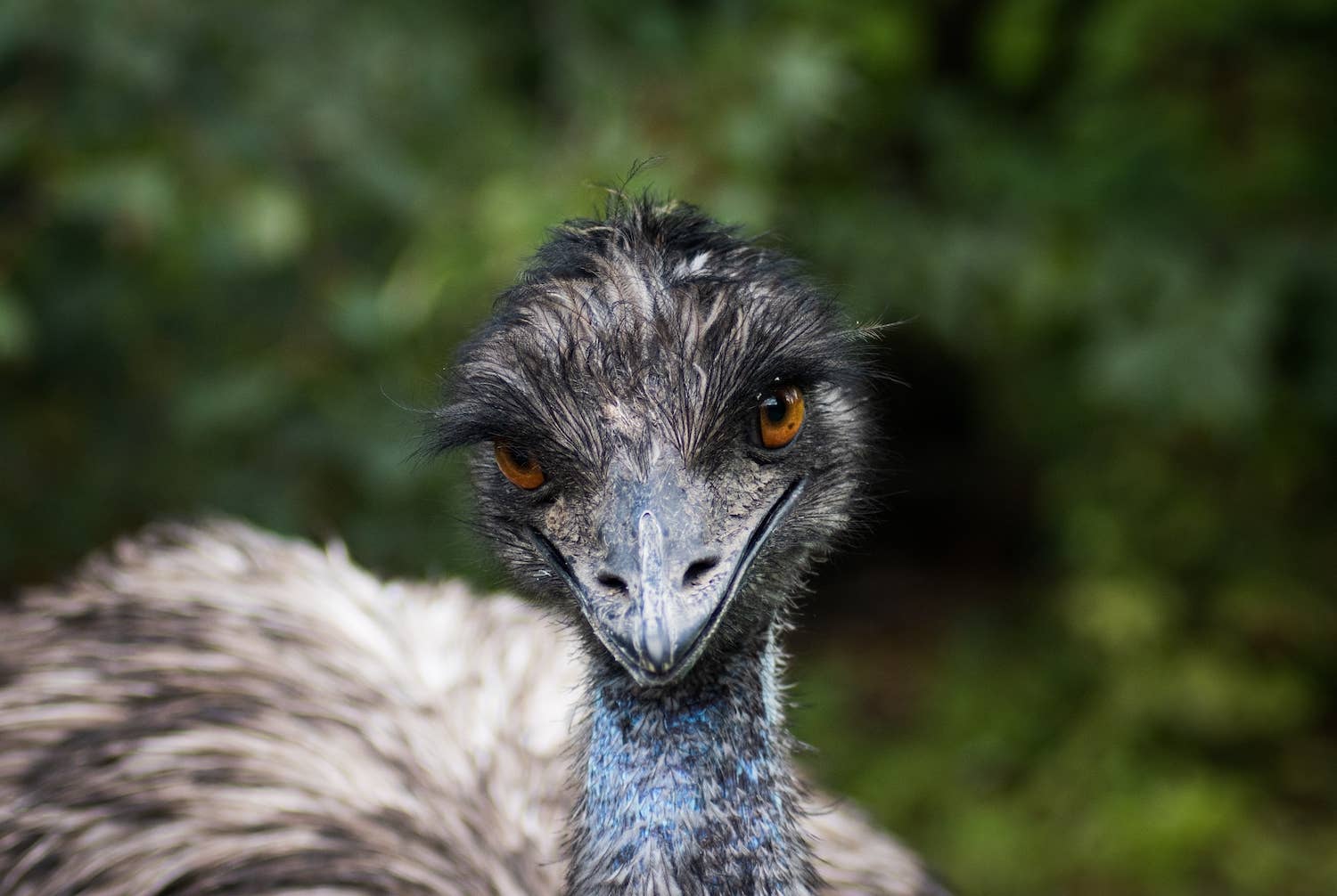 Farm's Priceless Update About Bald Baby Emus Looks Like a Trip to ...