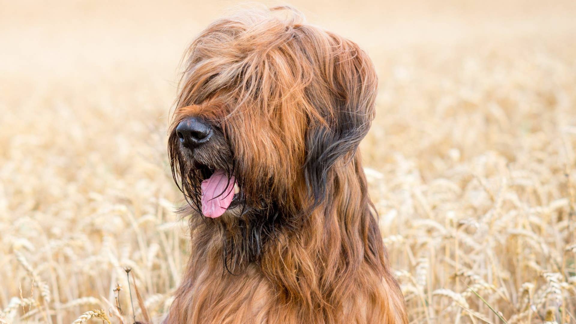 The Ultimate Guide to Briards: History, Care, and Training Tips ...