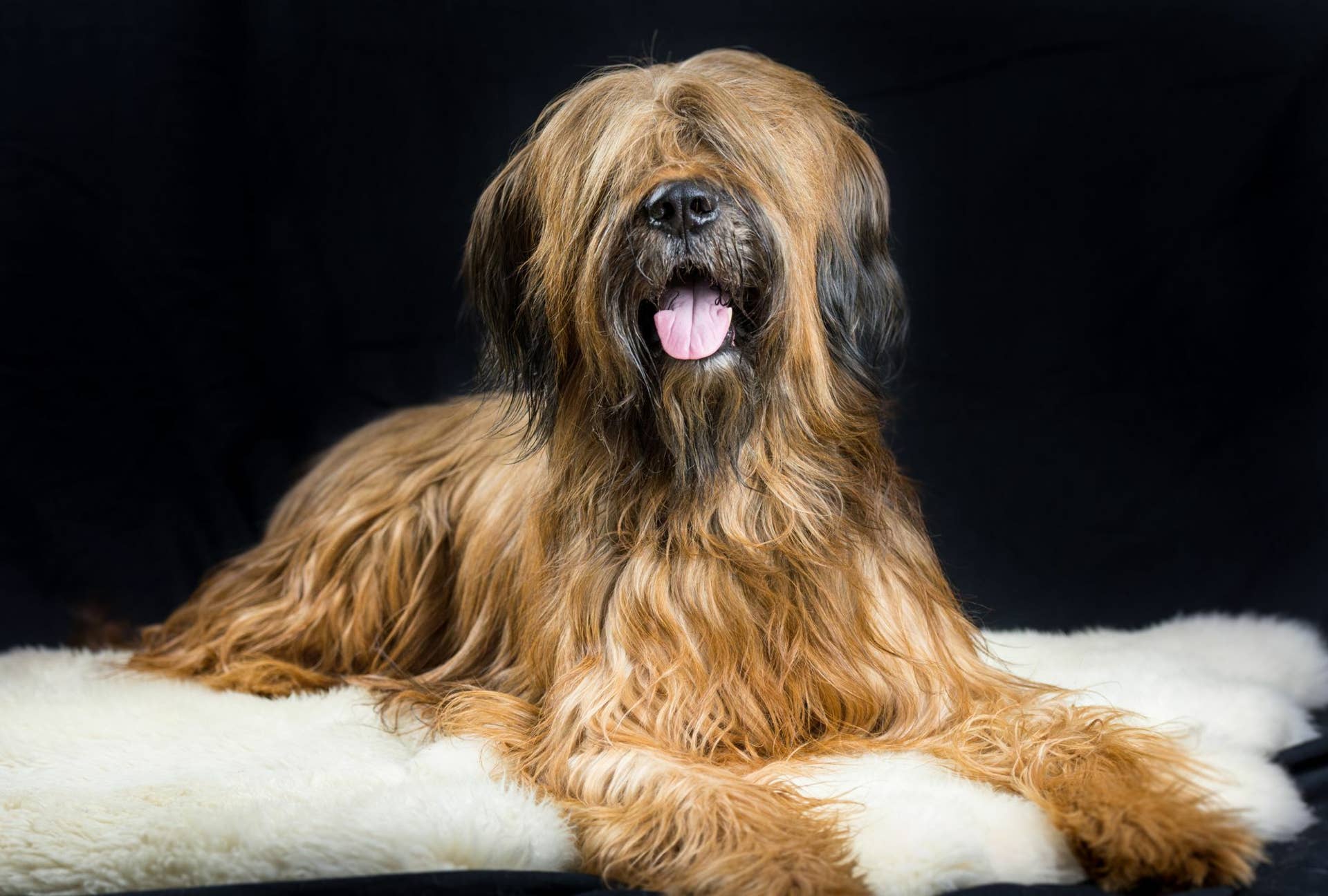 The Ultimate Guide to Briards: History, Care, and Training Tips ...