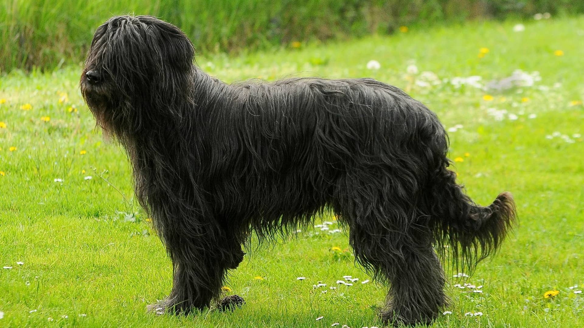 The Ultimate Guide to Briards: History, Care, and Training Tips ...