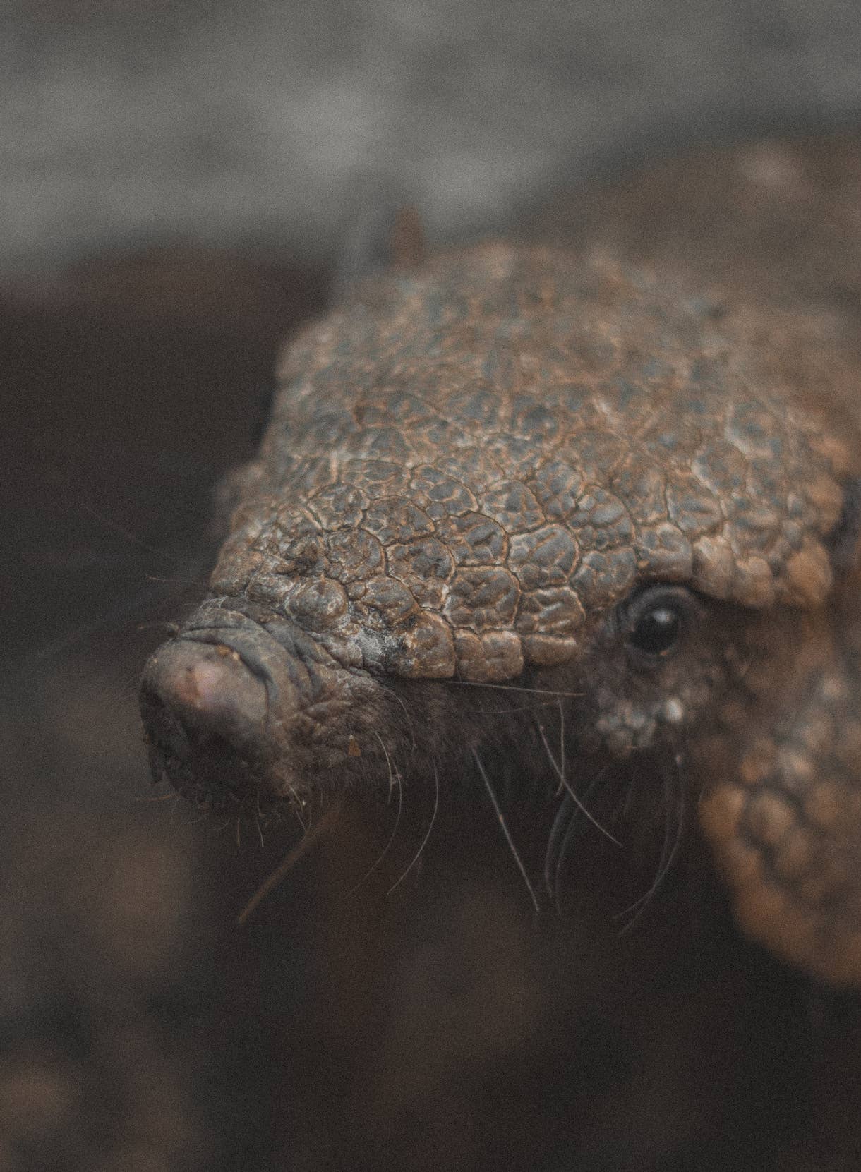 San Antonio Zoo's Tiny Armadillo Snacking on Insects Is Absolutely ...