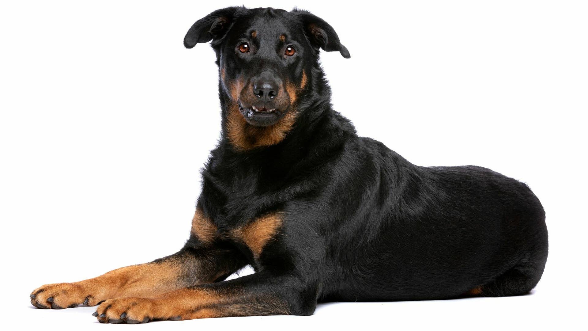 The Beauceron Dog Breed: History, Temperament, and Care Guide - PetHelpful