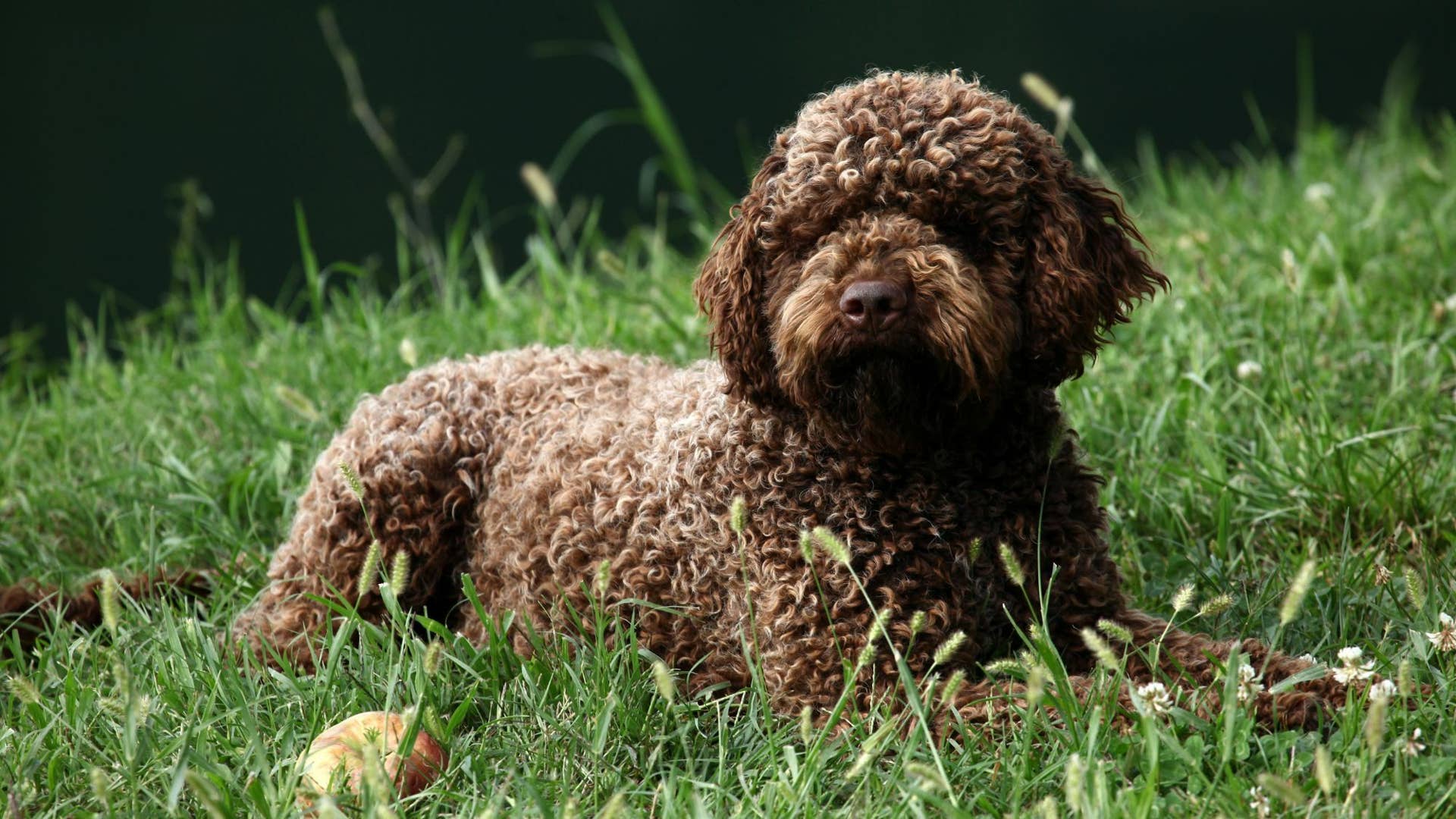 The Ultimate Guide to the Lagotto Romagnolo Dog Breed - PetHelpful