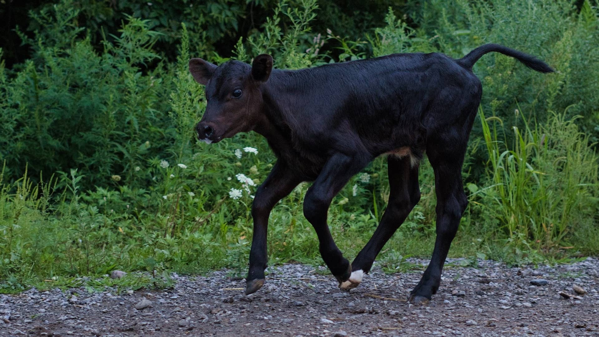 Cow Owner Overjoyed After Watching Calf Take First Steps After a ...