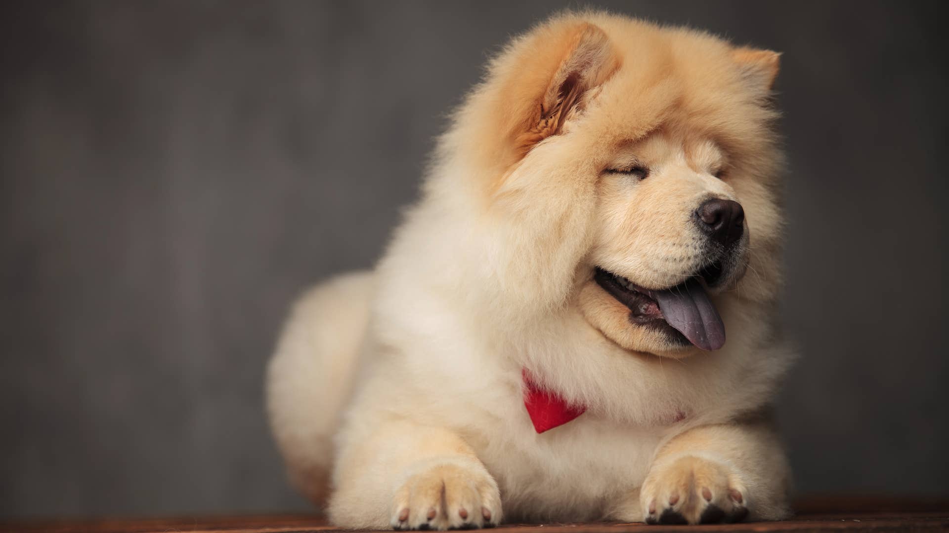TikTok Video Document Chow Chow's First 6 Months Is Adorable - PetHelpful