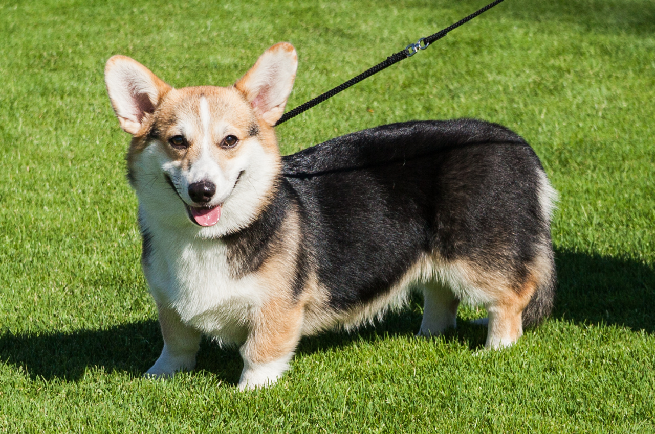 The Pembroke Welsh Corgi: A Comprehensive Breed Guide - PetHelpful